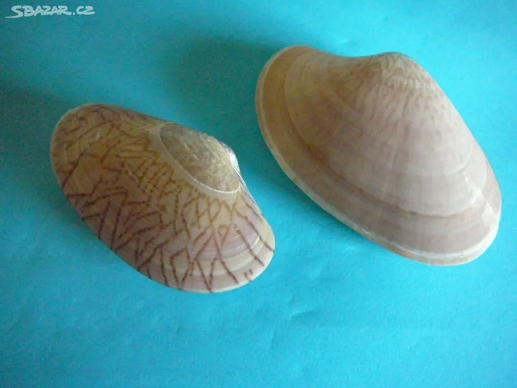 Paphia undulata - Tábor - Bazar - Sbazar.cz