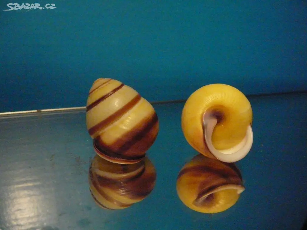 Pachysphaera annulata - Tábor - Bazar - Sbazar.cz