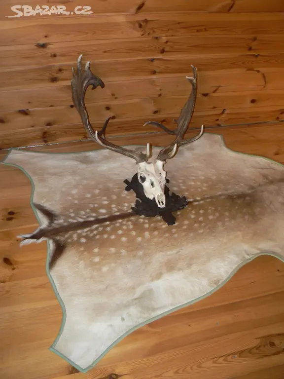 Dančí trofej-Kůže+Lebka s parohy - Turnov - Bazar - Sbazar.cz