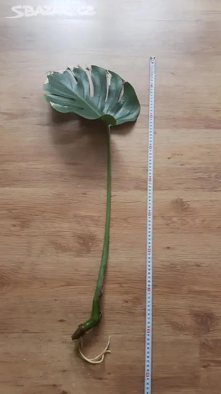 Monstera. - Praha - Bazar - Sbazar.cz