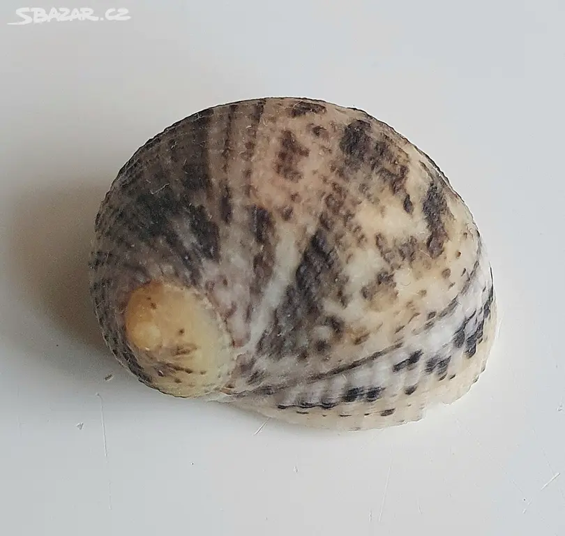 Mušle zubovec Nerita undulata - Praha - Bazar - Sbazar.cz