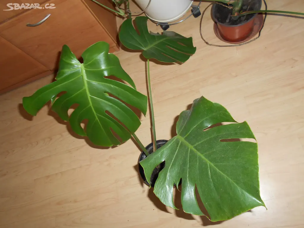 Monstera - Plzeň - Bazar - Sbazar.cz