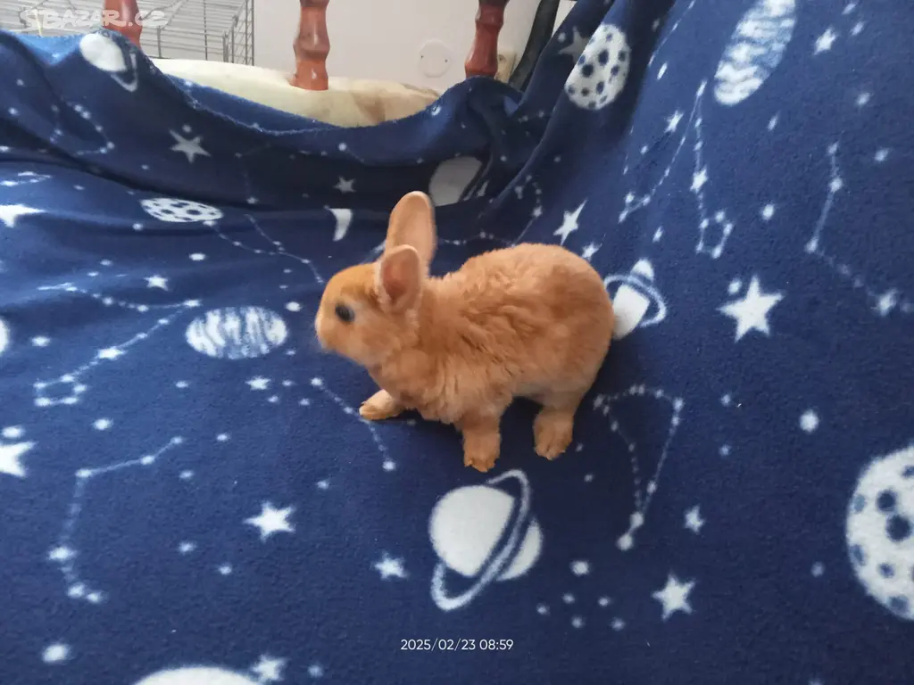 Zakrslý králík Rex - Letiny - Bazar - Sbazar.cz