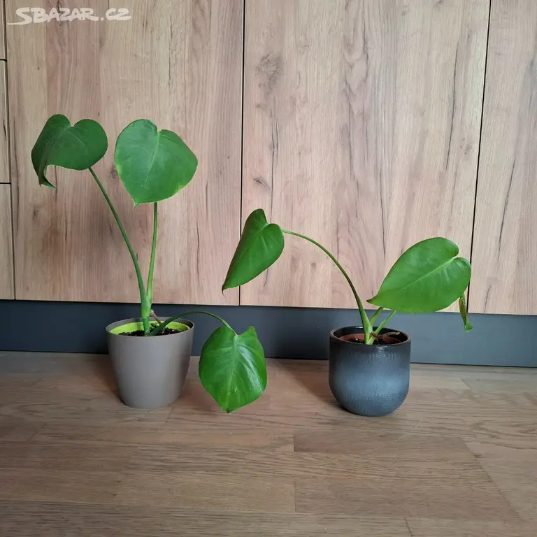 Monstera deliciosa borsigiana - Praha, Smíchov - Bazar - Sbazar.cz