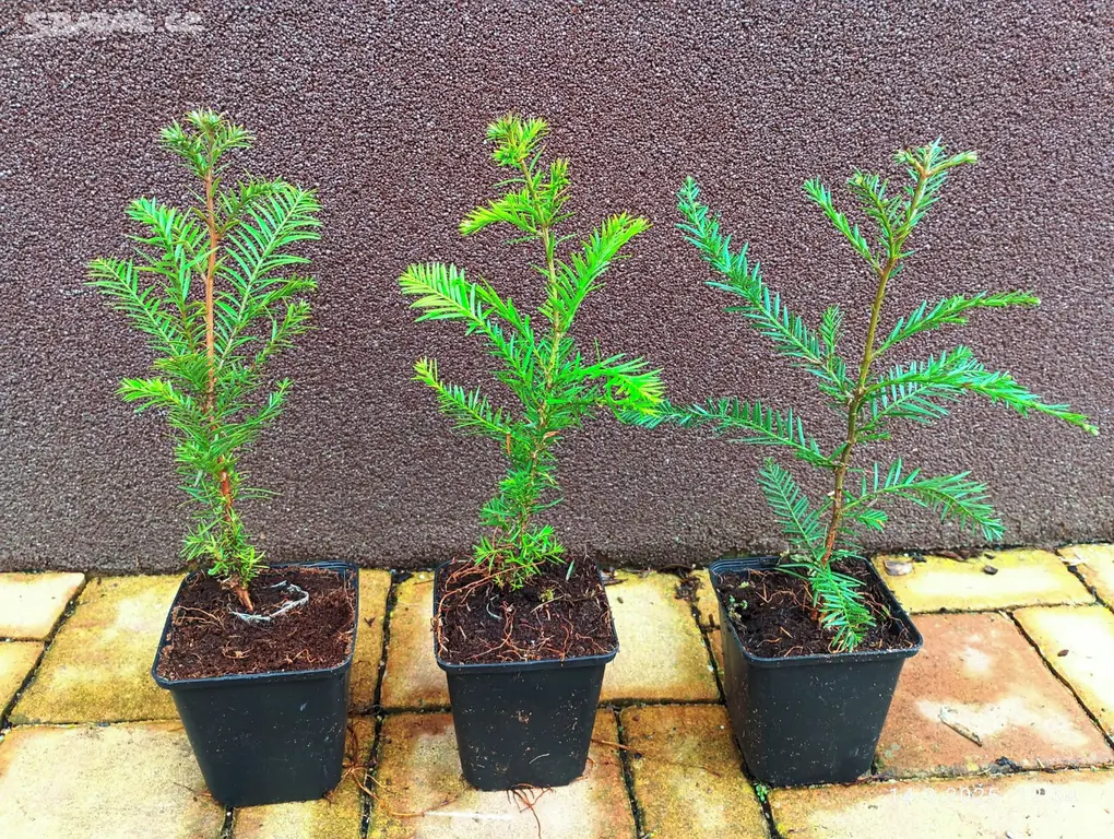Sekvoj vždyzelená (Sequoia sempervirens) - 50 cm - Příchovice - Bazar ...