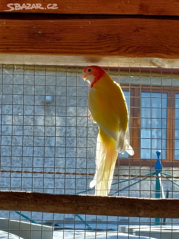 Rosela pestrá lutino. - Sedlec-Prčice - Bazar - Sbazar.cz