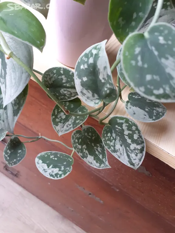 Scindapsus - Kostelec na Hané - Bazar - Sbazar.cz