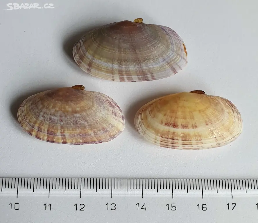 Mušle violetky Gari depressa 3ks - Praha, Letňany - Bazar - Sbazar.cz