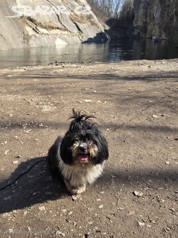 Pes shih-tzu - Fulnek, Stachovice - Bazar - Sbazar.cz