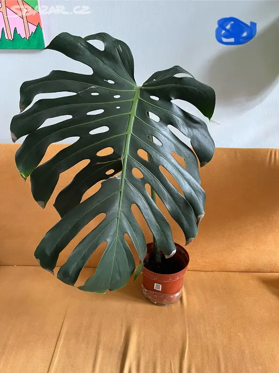 Monstera zakořeněné řízky 3ks - Praha - Bazar - Sbazar.cz
