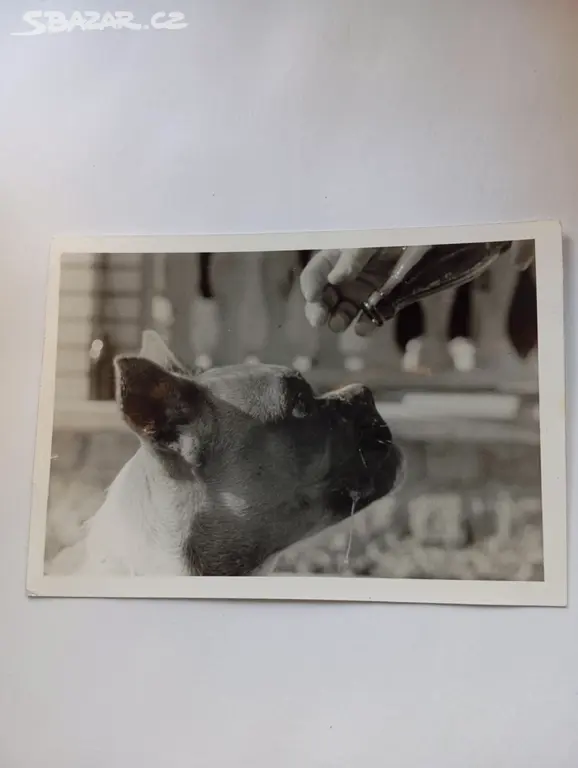 Retro fotografie psa, boxer - Rapotín - Bazar - Sbazar.cz