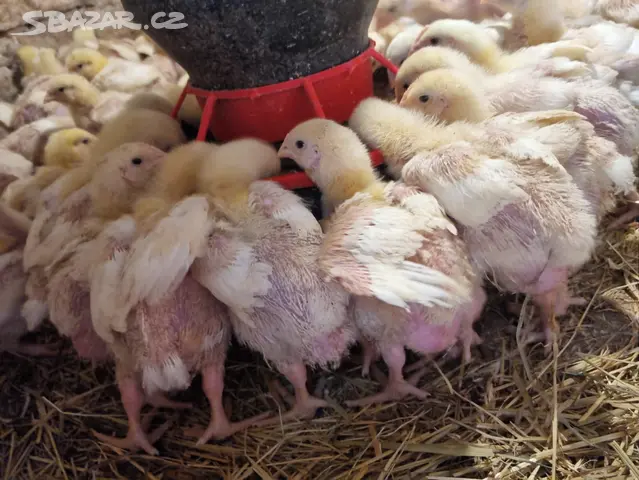 Brojlerová kuřata, brojler, brojleři, brojlery - Třebívlice, Šepetely ...