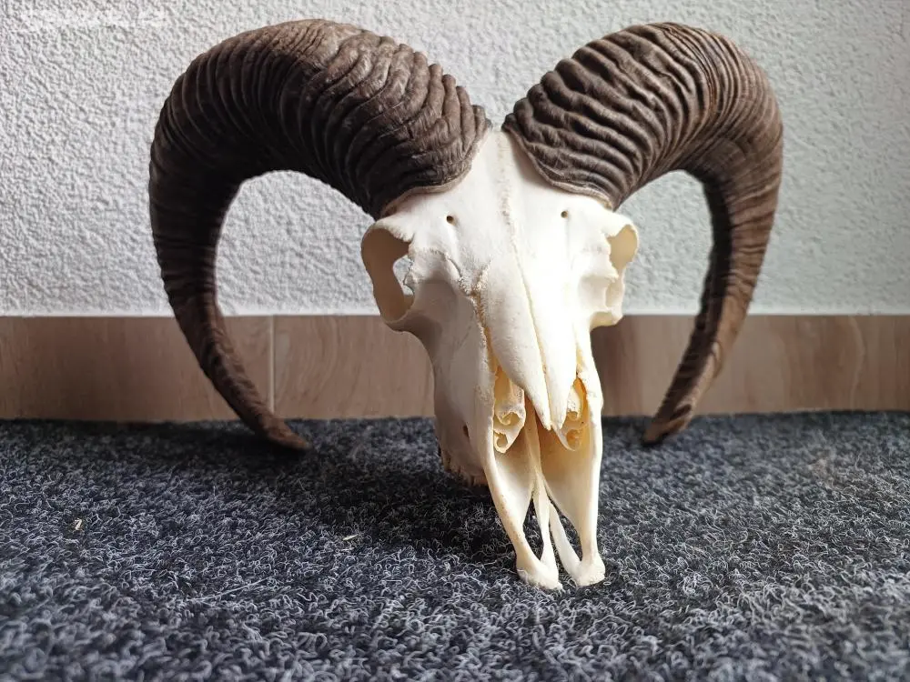 Muflon trofej (rohy; toulce) 58 cm - Karlovy Vary - Bazar - Sbazar.cz
