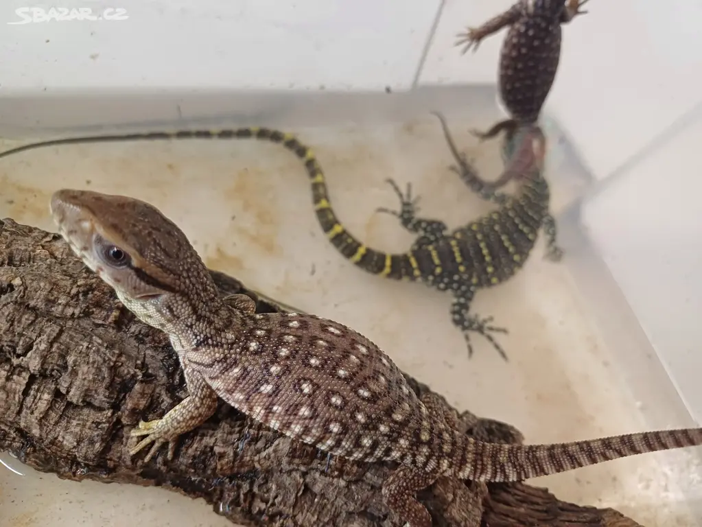Varan stepní - Cetkovice - Bazar - Sbazar.cz