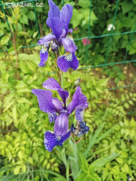 Iris - Litomyšl - Bazar - Sbazar.cz