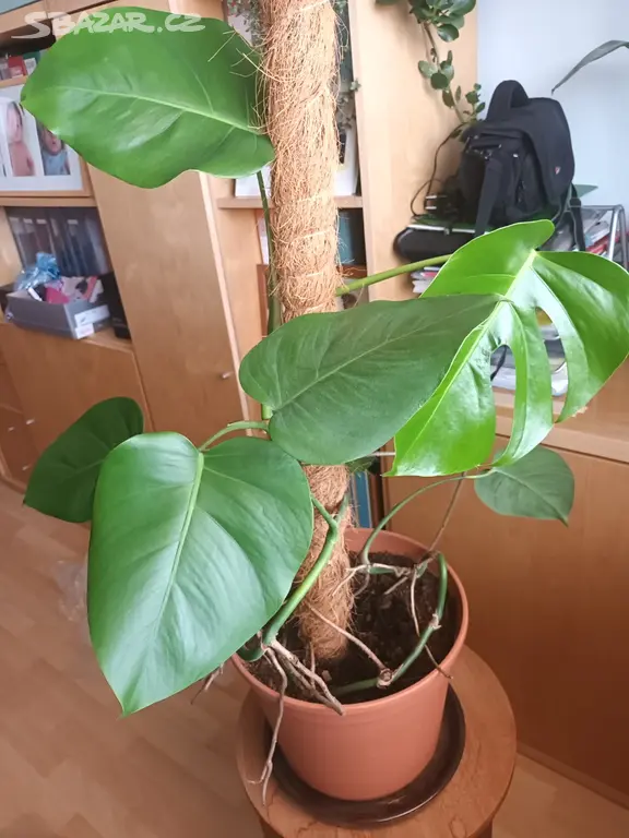 Monstera - Praha 12 - Bazar - Sbazar.cz