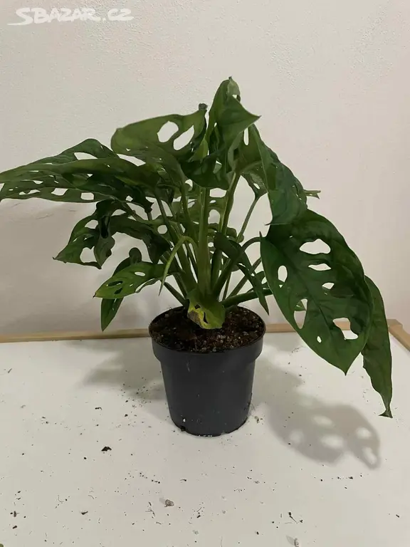 Monstera Monkey Leaf - Praha 10 - Bazar - Sbazar.cz