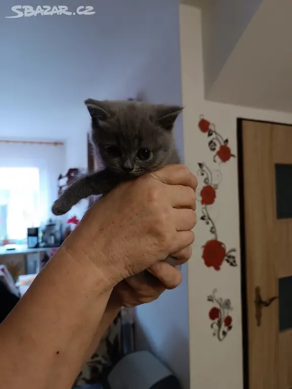 Prodavam kocicky - Olomouc - Bazar - Sbazar.cz