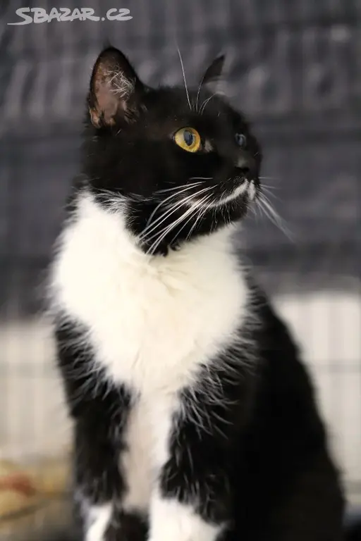Majestátní YOLL - kocour hledá domov. - Praha - Bazar - Sbazar.cz