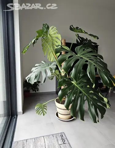 Monstera Deliciosa - Ostrava - Bazar - Sbazar.cz