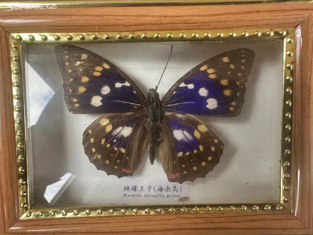 RETRO japonský motýl BLACK LEG BUTTERFLY PRINCE - Praha 6 - Bazar ...