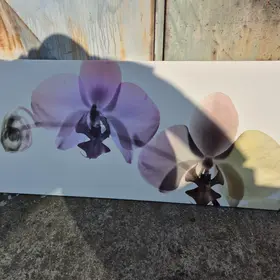 pampers v Staré obrazy a obrázky Bazar a inzerce - Sbazar.cz