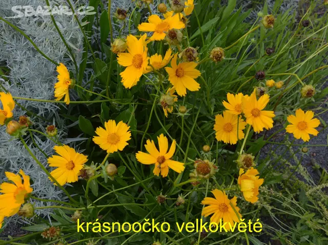 Trvalky, okrasné rostliny - Velký Týnec - Bazar - Sbazar.cz