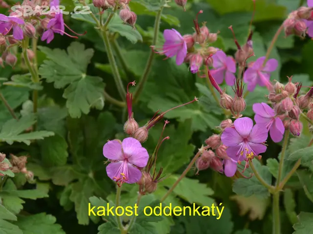 Trvalky, okrasné rostliny - Velký Týnec - Bazar - Sbazar.cz