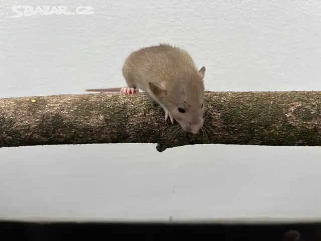 Potkan Dumbo - Pardubice - Bazar - Sbazar.cz