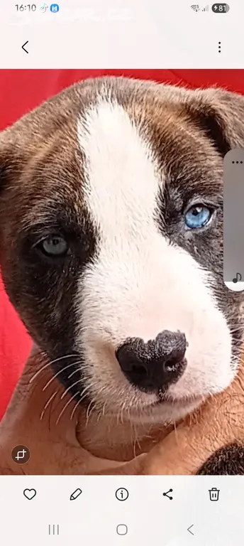 Psi a stenata - Žatec - Bazar - Sbazar.cz