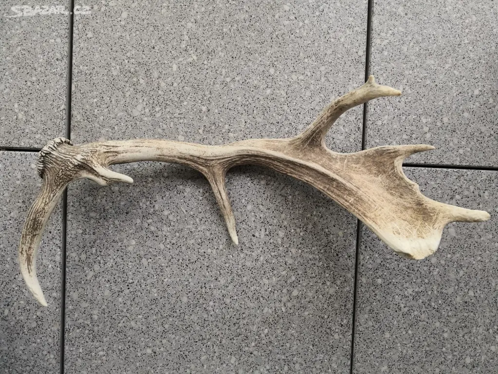 Dančí paroh 55 cm - pamlsek pro psy - Praha 5 - Bazar - Sbazar.cz