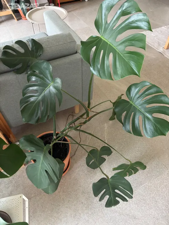 Monstera - Krnov - Bazar - Sbazar.cz