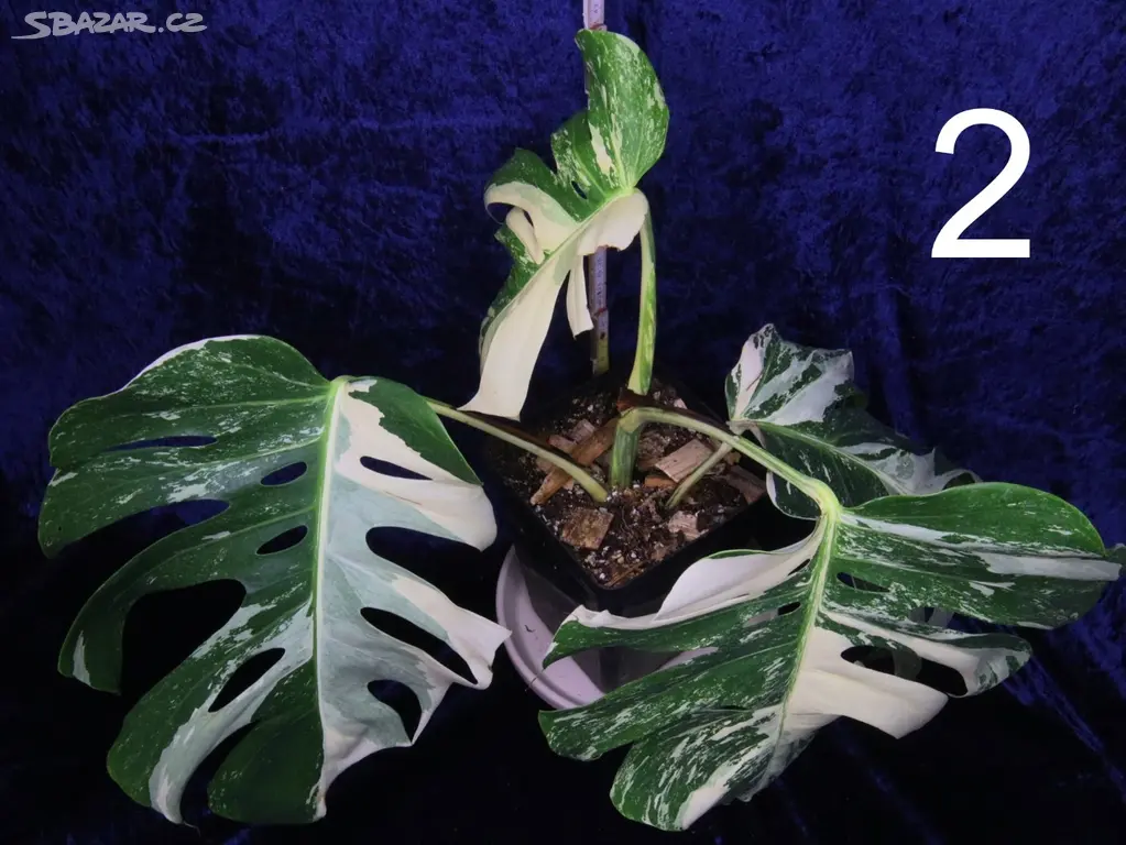 Monstera alba (deliciosa var. alba) mimořádná - Hrdějovice - Bazar ...