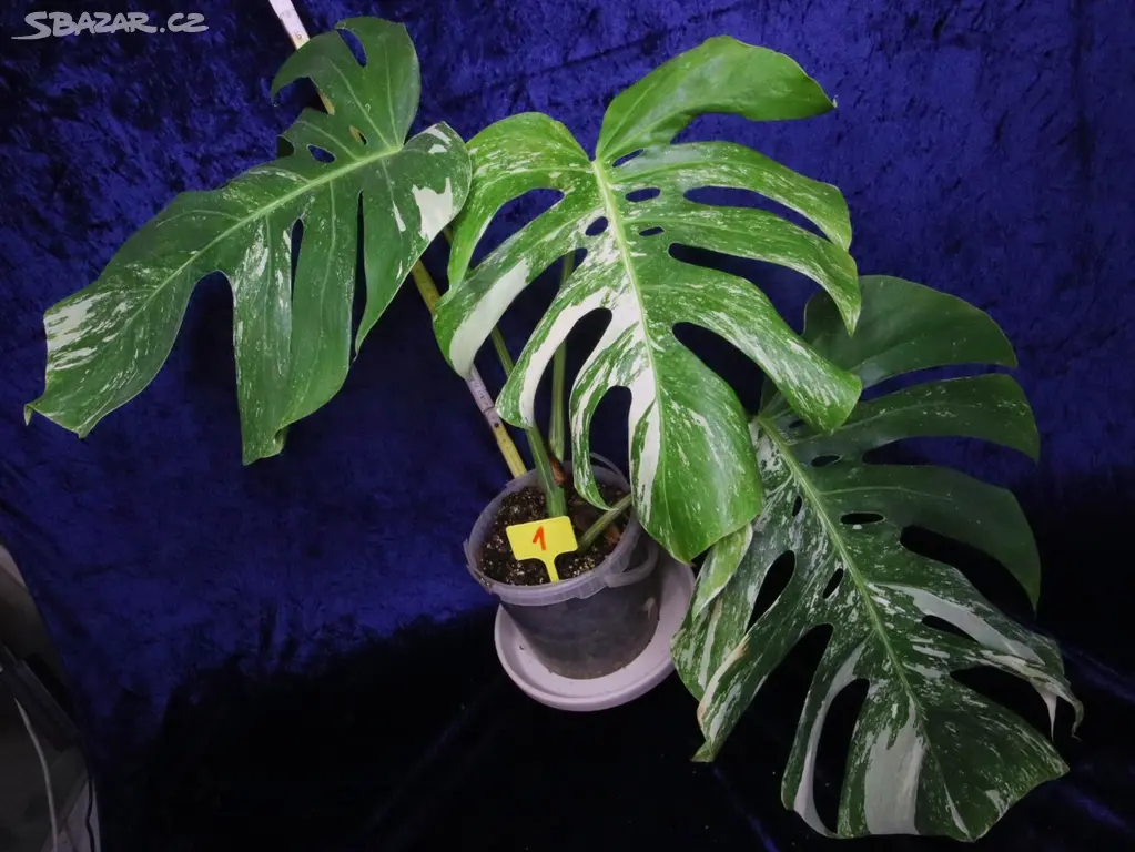 Monstera alba (deliciosa var. alba) - Hrdějovice - Bazar - Sbazar.cz