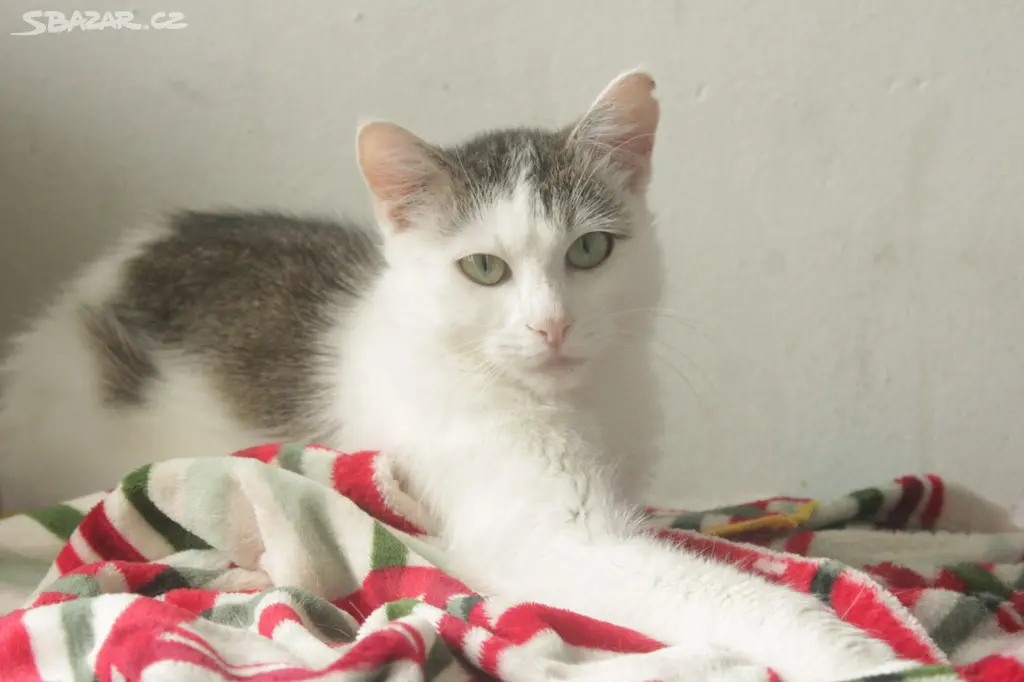 Bílomourka Viki hledá domov - kočka. - Praha - Bazar - Sbazar.cz