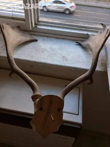 Parohy daněk - Praha, Nusle - Bazar - Sbazar.cz