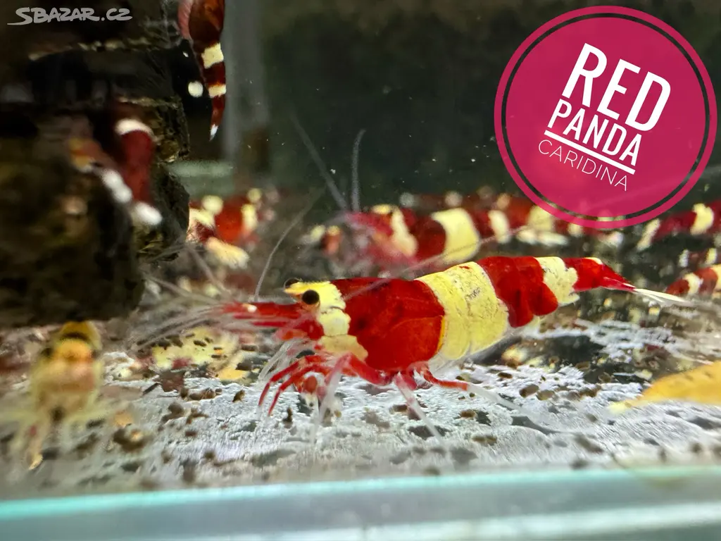 Krevetky Red Panda (Caridina) - Vitějovice - Bazar - Sbazar.cz