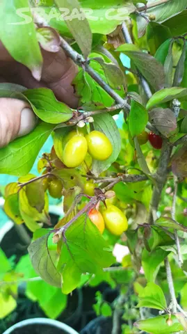 Dřín obecný (Cornus mas) - 30 - 50 cm - Příchovice - Bazar - Sbazar.cz
