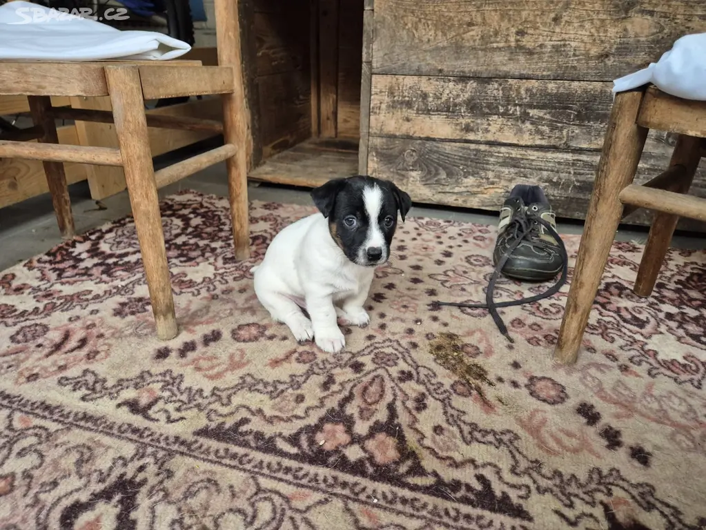 Jack Russell - Žarošice - Bazar - Sbazar.cz