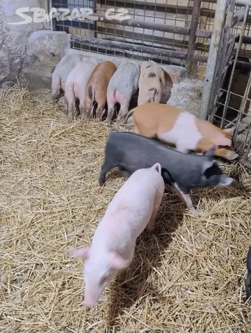 Selata na prodej - Jakubov u Moravských Budějovic - Bazar - Sbazar.cz