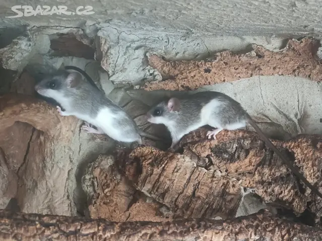 krysa akáciová - České Budějovice - Bazar - Sbazar.cz