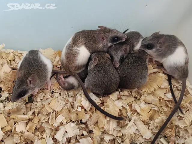 krysa akáciová - České Budějovice - Bazar - Sbazar.cz