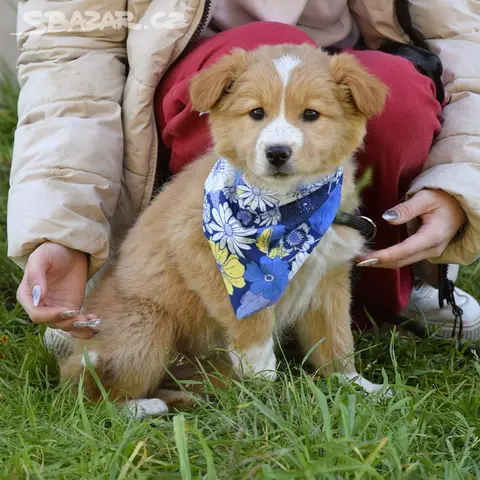 Belisha - Zlatý retrívr x štěně fenka adopce - Praha - Bazar - Sbazar.cz