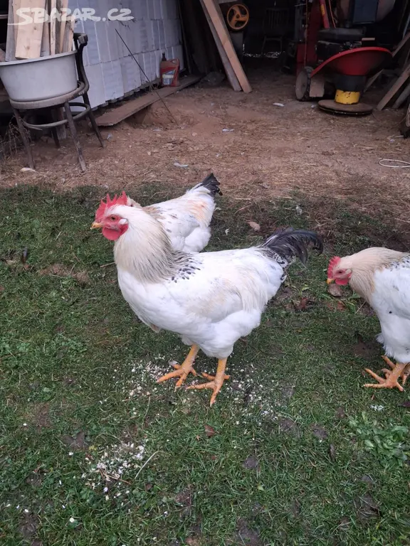 kohouti - Častrov, Pelec - Bazar - Sbazar.cz