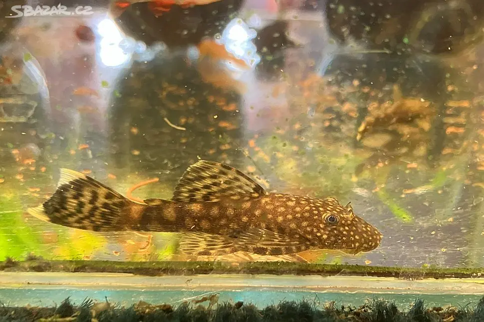 ANCISTRUS AKVARIJNÍ RYBA - Praha, Libeň - Bazar - Sbazar.cz