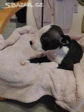 Americky staford - Příbram - Bazar - Sbazar.cz