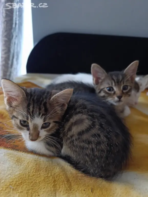 Daruji krásná koťátka ihned k odběru - Velichovky - Bazar - Sbazar.cz