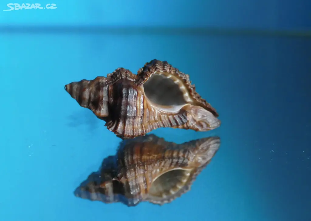 Chicoreus capucinus - Tábor - Bazar - Sbazar.cz