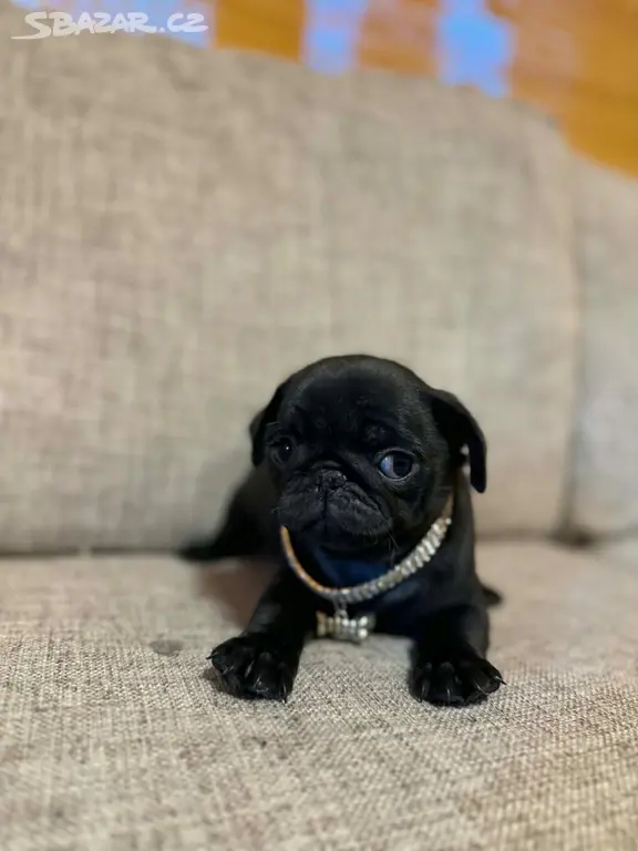 Mops bez pp - Jihlava - Bazar - Sbazar.cz