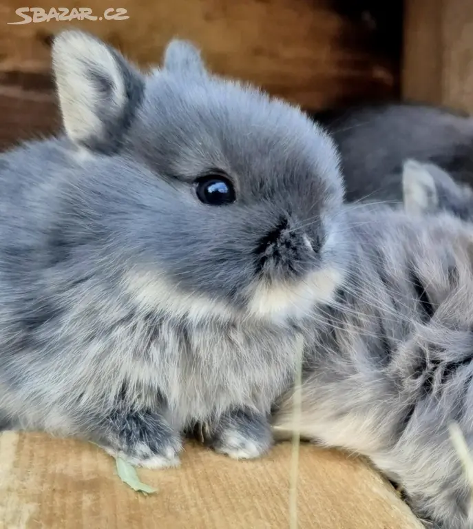 Zakrslý bilopesíkatý králiček - Strakonice, Strakonice I - Bazar ...